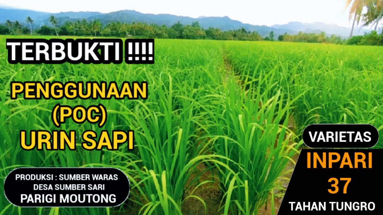 TERBUKTI..!! APLIKASI POC URIN SAPI PADA TANAMAN PADI SAWAH - YouTube