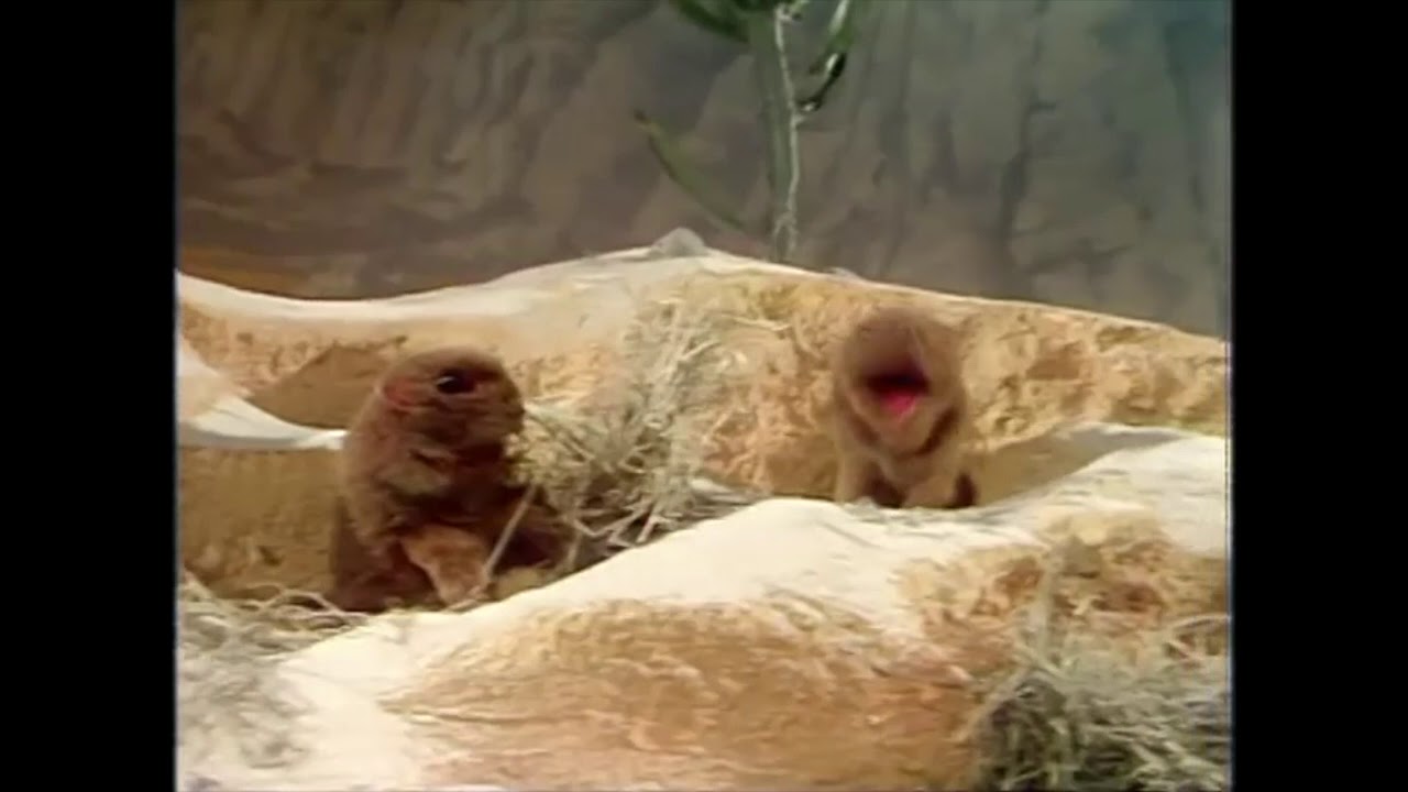 Muppet Songs: Prairie Dogs - Blue Skies - YouTube