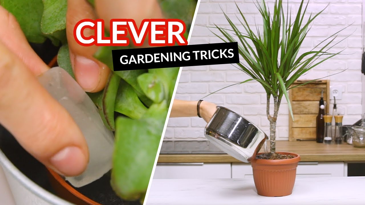 Clever gardening tricks, that will make your plants grow like crazy ...