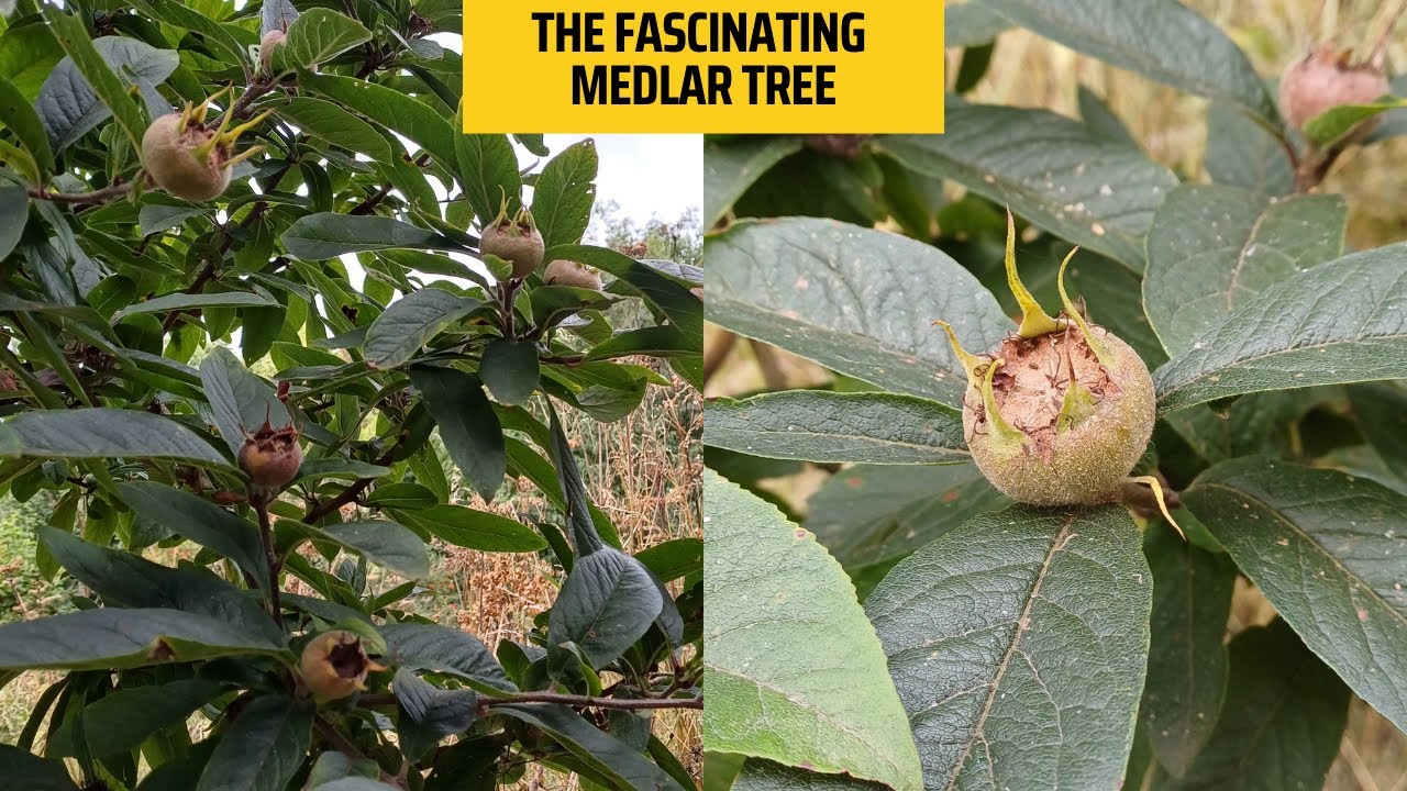 The Fascinating Medlar Tree - YouTube