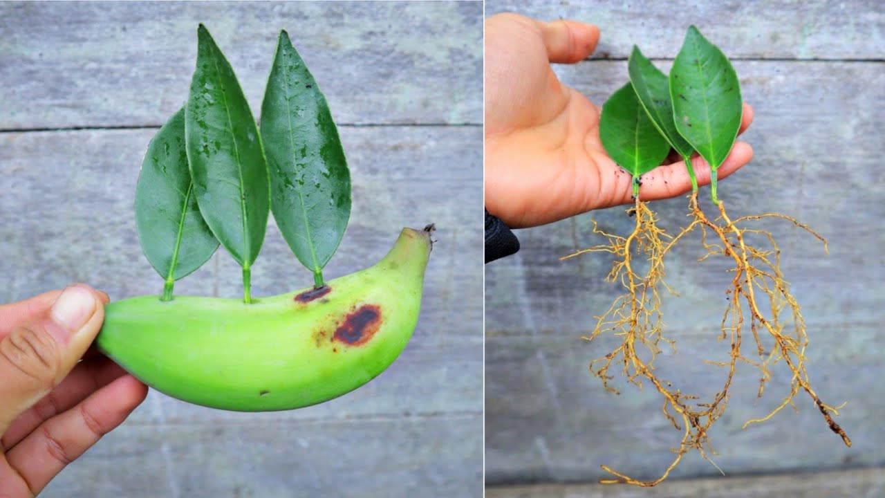 How to propagate lemon trees from leaves with bananas | lemon ...
