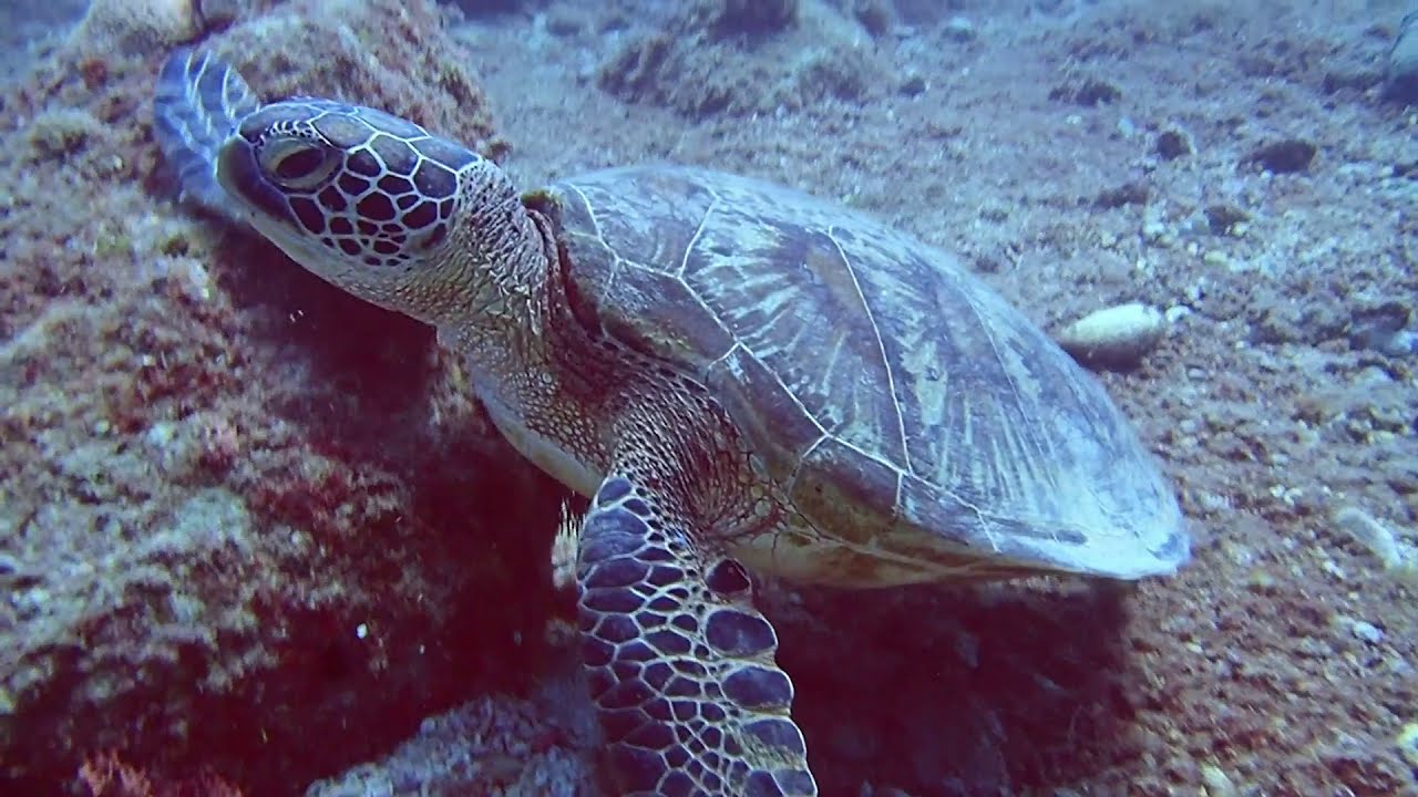 12 Turtles of November! - YouTube