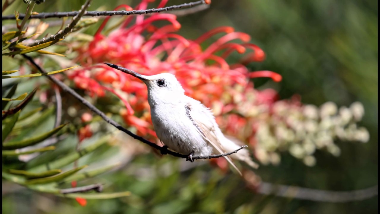 Hummingbirds and Angels - YouTube