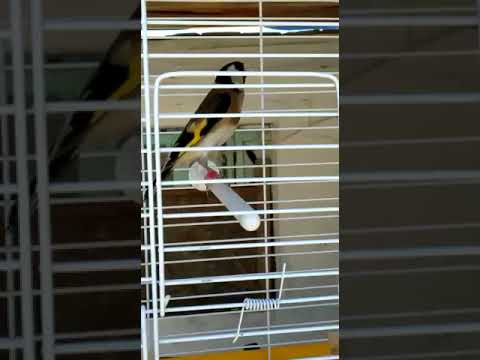 Saka Kuşu ötüşü İlk video #saka