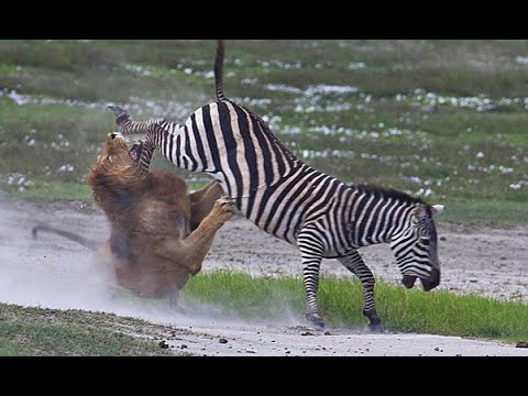 Dangerous pet animals/Amazon rainforest Tribe/Jungle ke Aadivasi/Amazon Forest Tribe