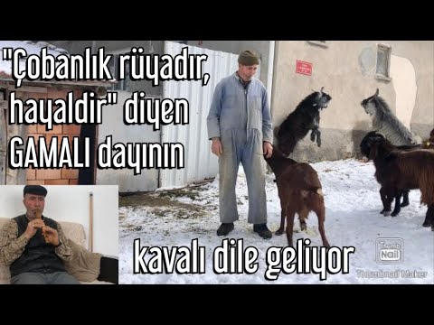 ÇOBANLIK HAYALDİR RÜYADIR..  DİYEN GAMALI DAYININ KAVALI DİLE GELİYOR. #kavalsesi #çobankavalı