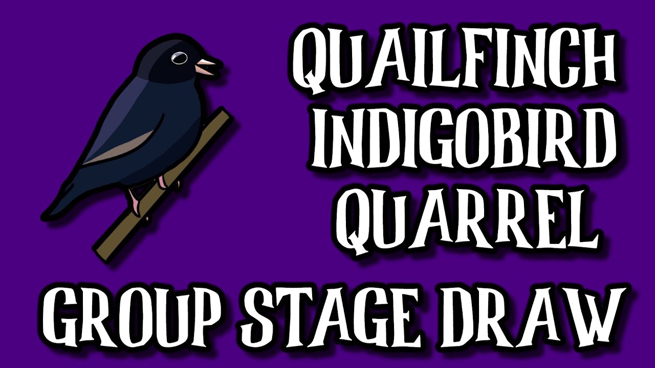 Quailfinch Indigobird Quarrel | Group Stage Draw - YouTube