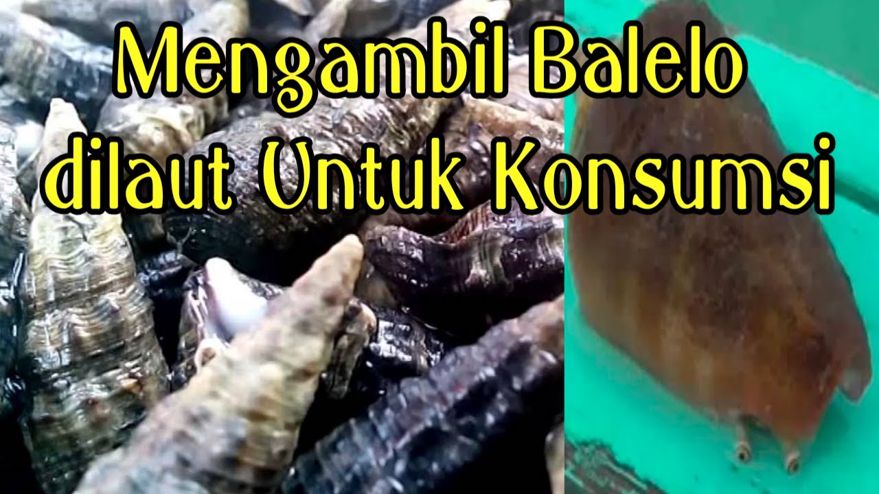 Mengambil Kerang Balelo untuk Konsumsi - YouTube
