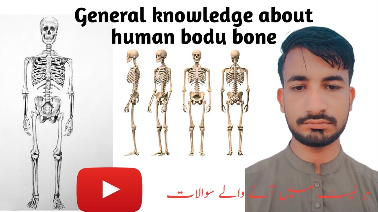 Bone question answer | Human skeleton system - YouTube