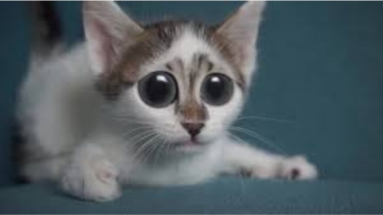Baby Cats - Cute and Funny Cat Videos Compilation #Baby Cats meowing ...