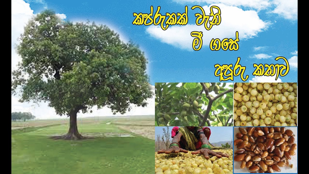 Mee Gasa මී ගස - YouTube