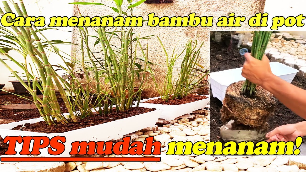 Cara Menanam Bambu Air di Pot | Tips Mudah Menanam | Tanaman Hias - YouTube