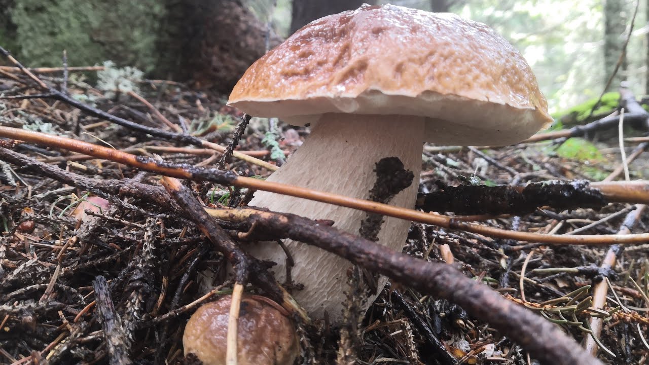 Funghi Porcini 2024 | L'avventura continua | Edulis di Agosto 2024 ...