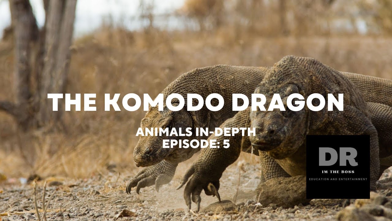 Komodo Dragons: More Than Just Giants Lizards - ANIMALS IN DEPTH EP 5 ...