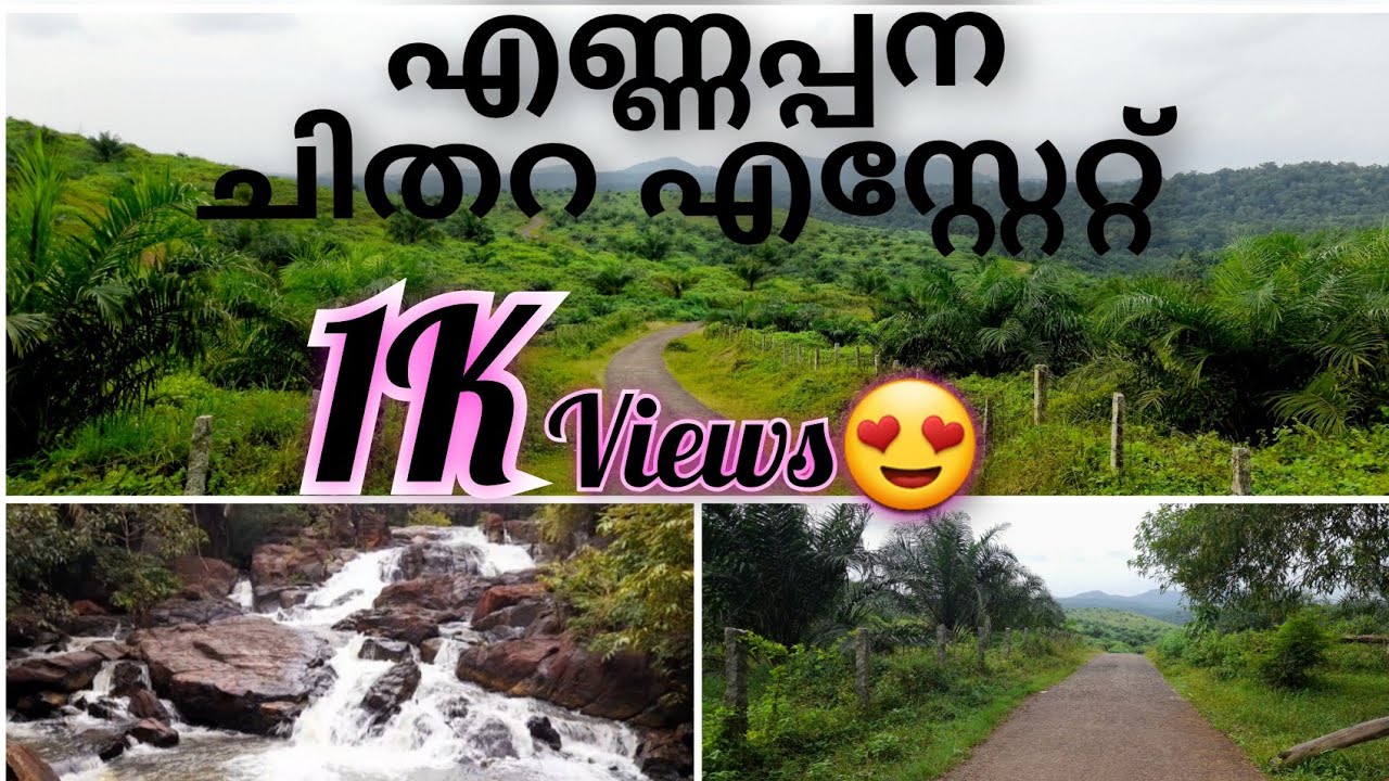 #OIL PALM CHITHARA ESTATE |#എണ്ണപ്പന ചിതറ എസ്റ്റേറ്റ് - YouTube