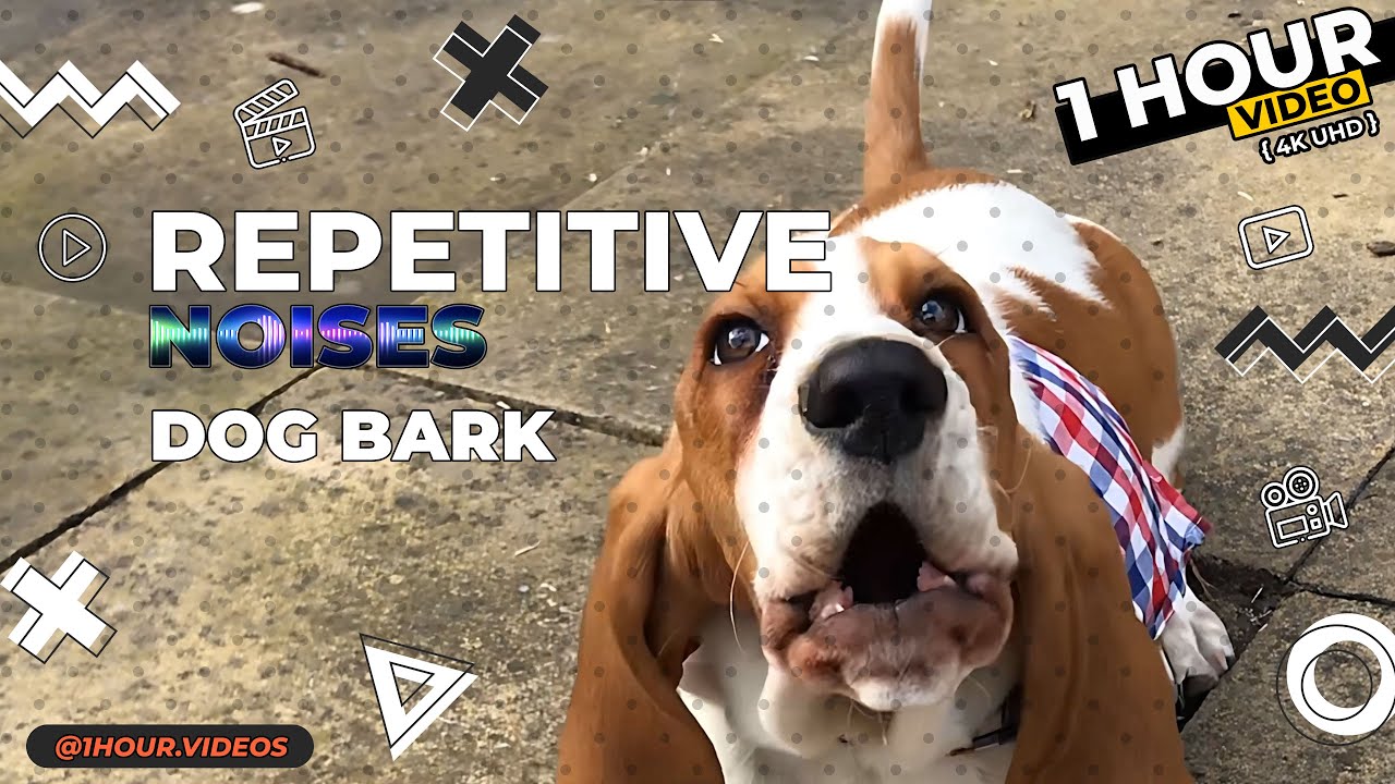 Dog Bark - 1 Hour - 4k - Repetitive Noises/Sounds - YouTube
