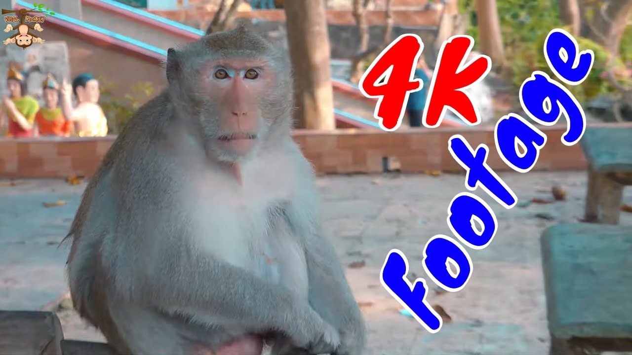 4K Quality Animal Footage - Monkeys Beautiful Scenes Episode 23 | Viral ...