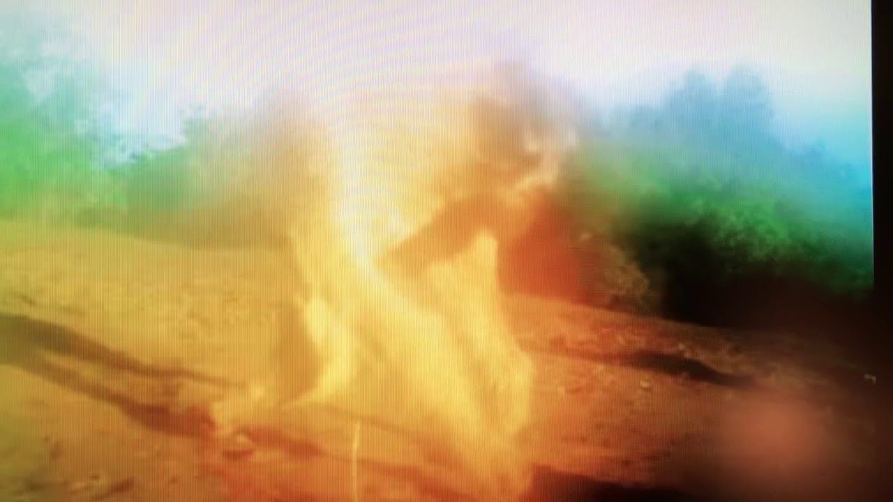 BIGFOOT/CREATURE ON TRAIL CAM .... - YouTube