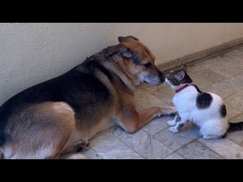 Algo magico entre el perrito y el gatito- algo magico rauw alejandro ...