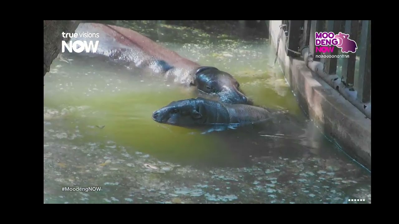 หมูเด้ง เด้งโชว์วันหยุด #moodeng #หมูเด้ง Moodeng play around with ...