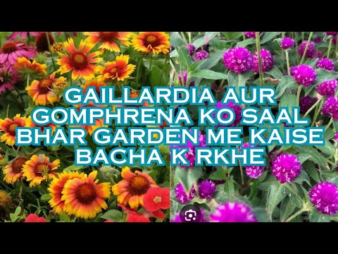 Gaillardia aur Gomphrena ko saal bhar garden me kaise bacha k rkhe # ...