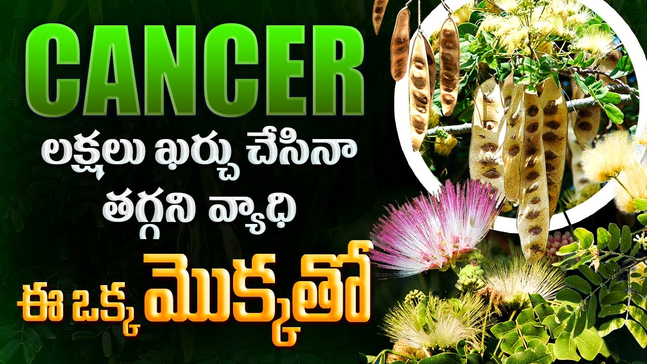 అన్ని రకాల వ్యాధులకి సంజీవనీలా పనిచేసే దిరిసేన చెట్టు | Dirisena Chettu ...