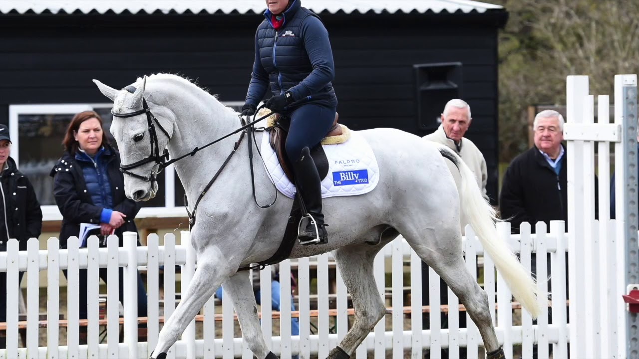 The Billy Stud Stallions: CEVIN Z - YouTube