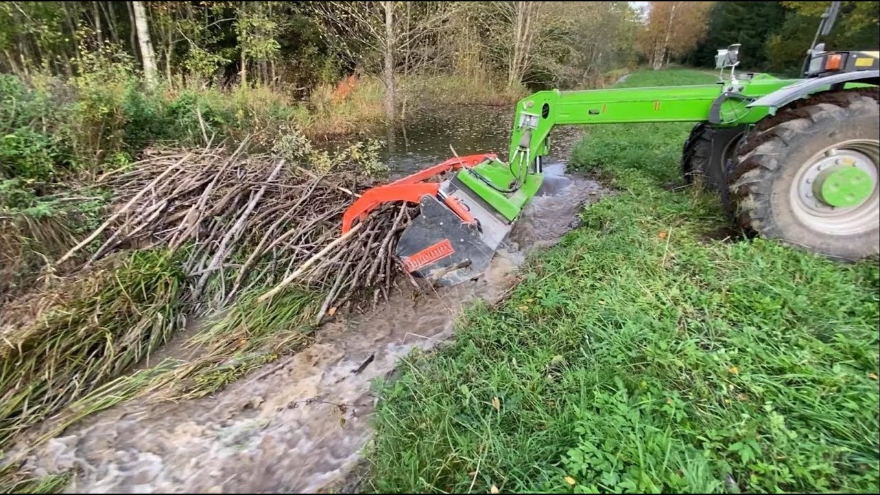 MASSIVE BEAVER DAM REMOVAL WITH A TELEHANDLER! - YouTube