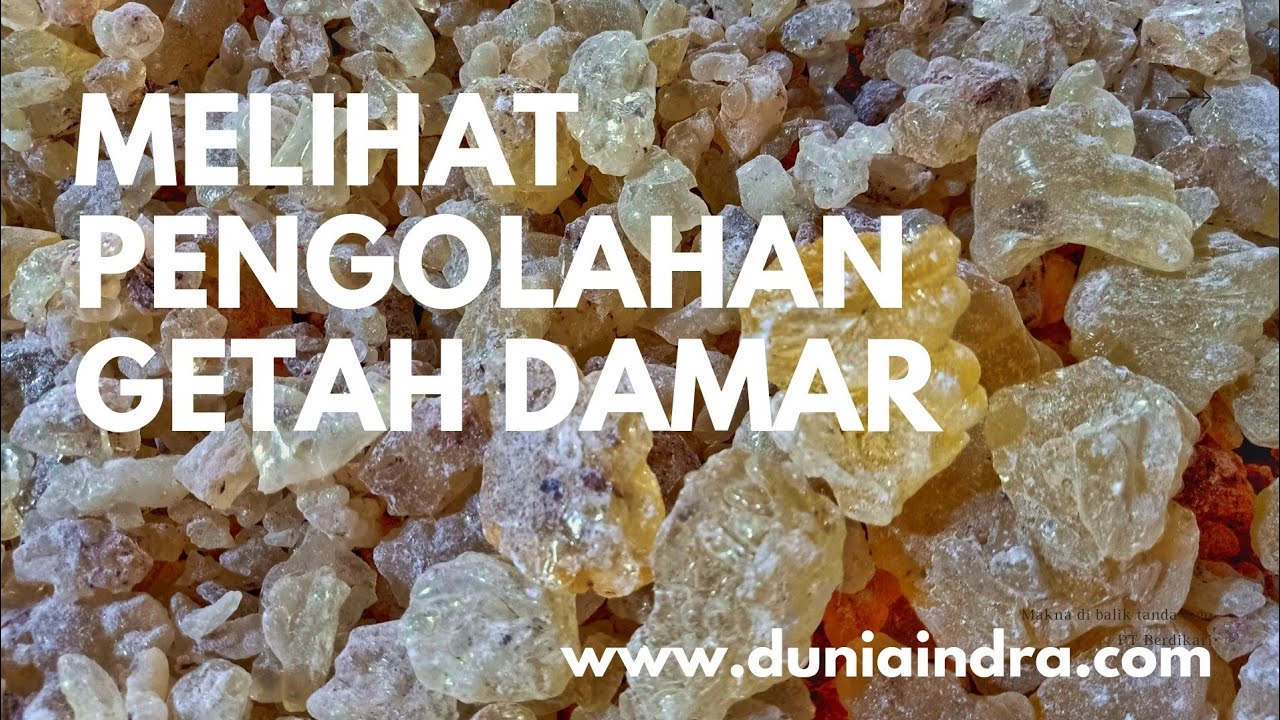 MELIHAT PENGOLAHAN GETAH DAMAR DI PESISIR BARAT LAMPUNG - YouTube