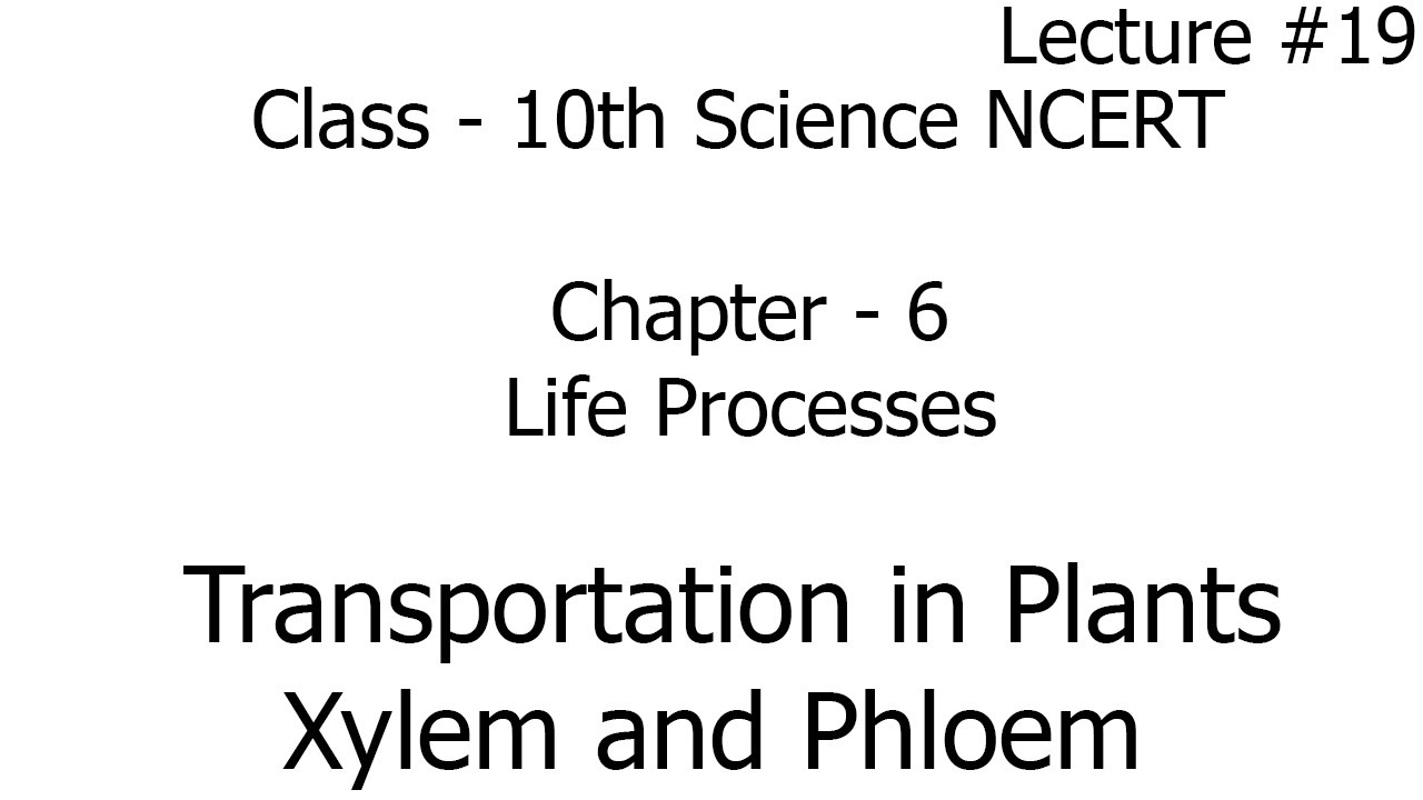 transportation in plants - xylem and phloem | life processes | science ...