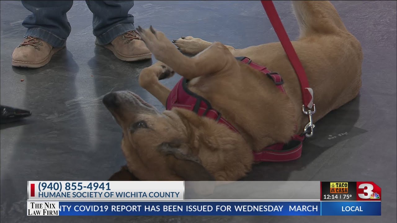 Humane Society of Wichita County: Meet Sara! - YouTube