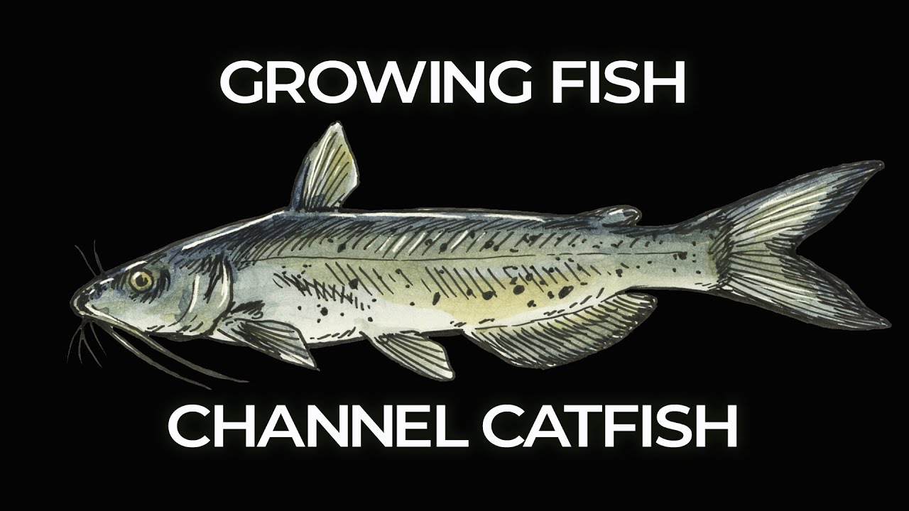 Growing Fish: Channel Catfish (8 months) - YouTube
