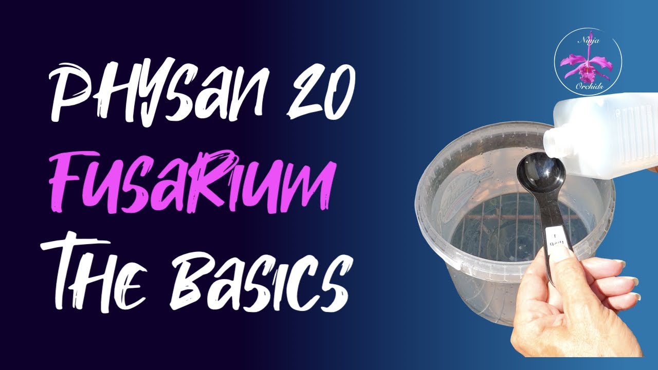 How to use Physan 20 | Fusarium Treatment on Orchids #fusarium # ...