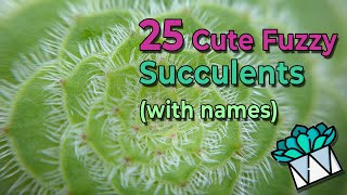 25 Cute Furry, Fuzzy, Hairy Succulents With Names