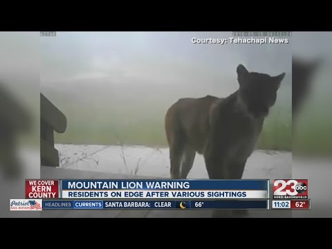 Mountain lion sighting, police issue warning