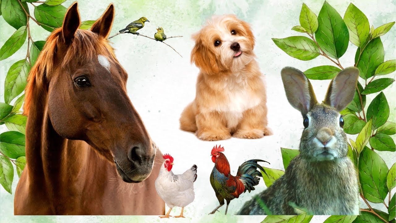 FARM ANIMAL SOUNDS - Cat, Dog, Lamb, Monkey, Sheep, Elephant. RELAXING ...