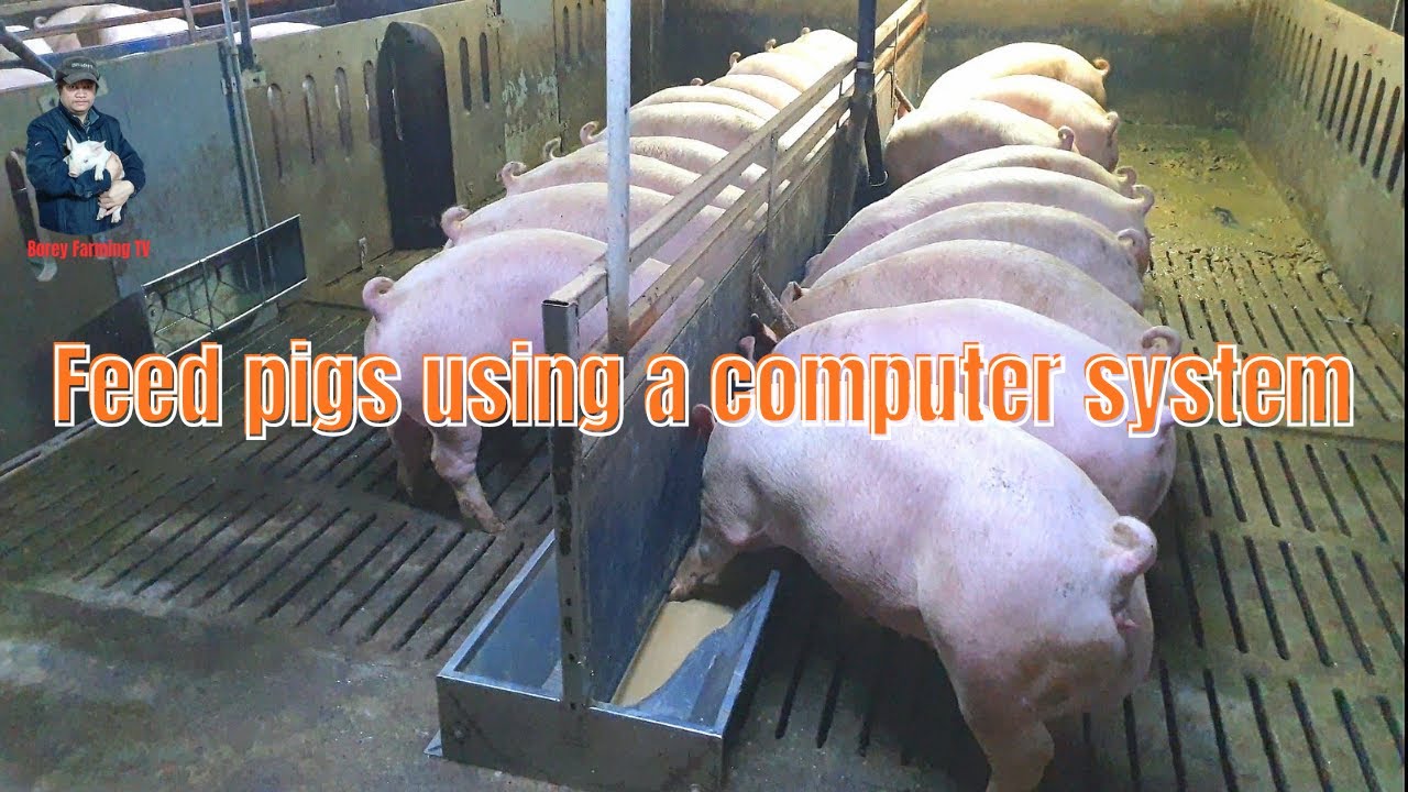 Feed pigs using a computer system | Video 32 | - YouTube