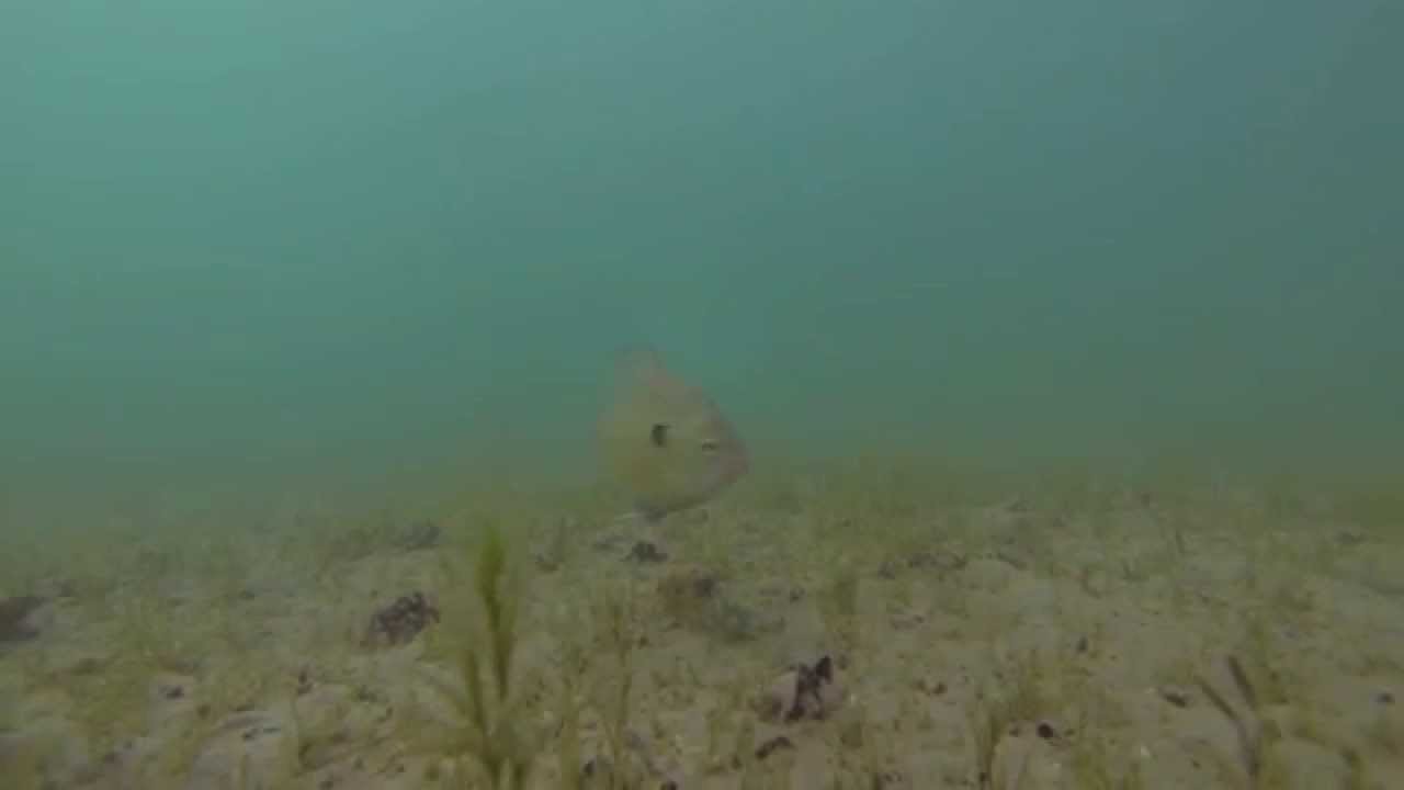 Schools of Bluegill - YouTube
