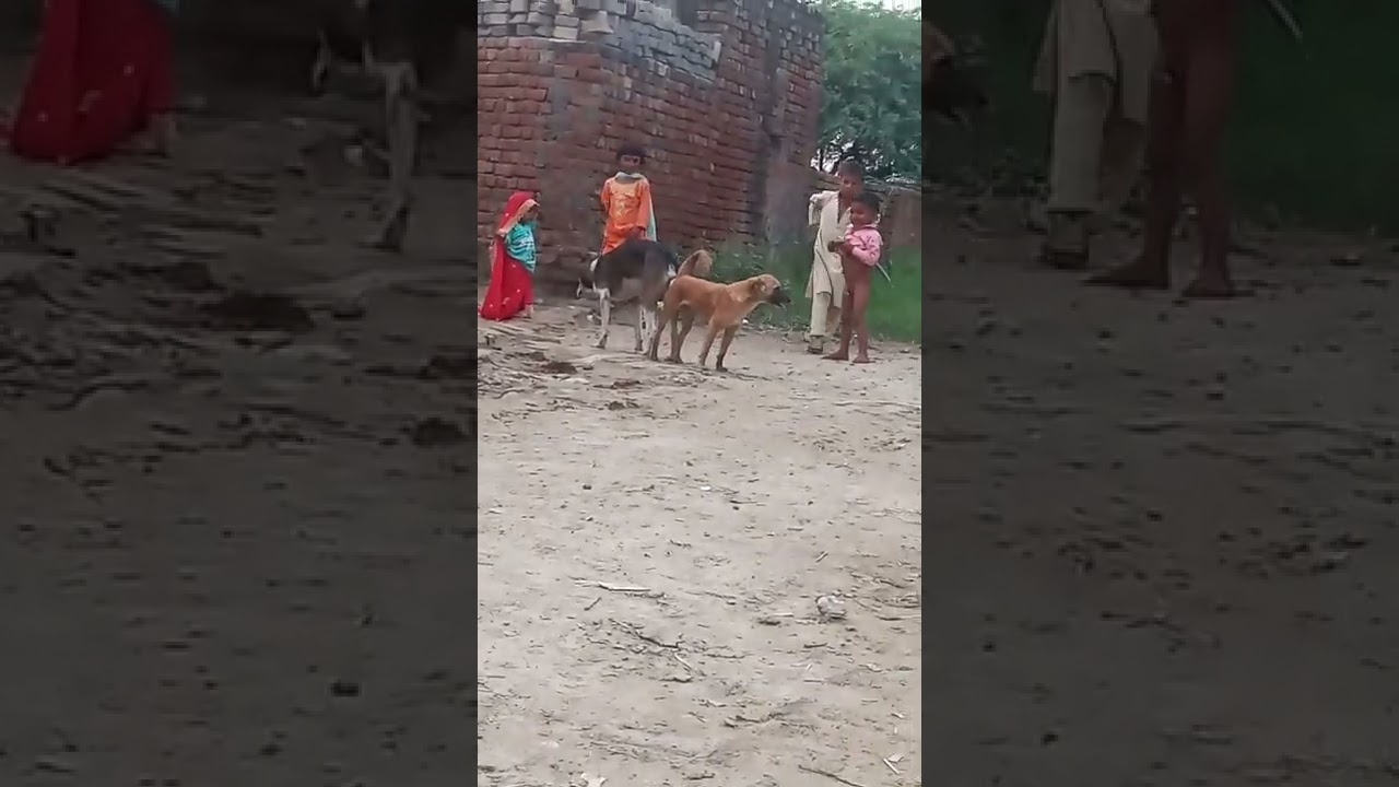 animals sex video ,xxvideo secsi vido animals - YouTube