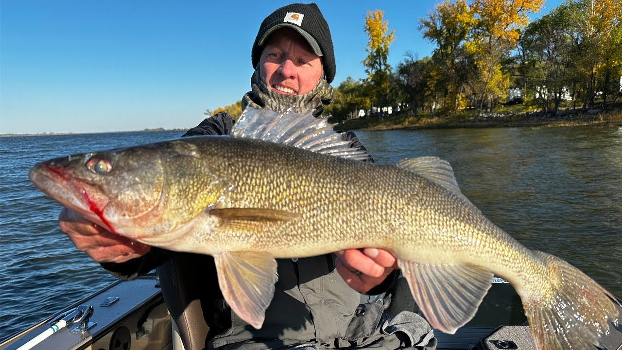 Fall Walleyes in Western Minnesota! - YouTube