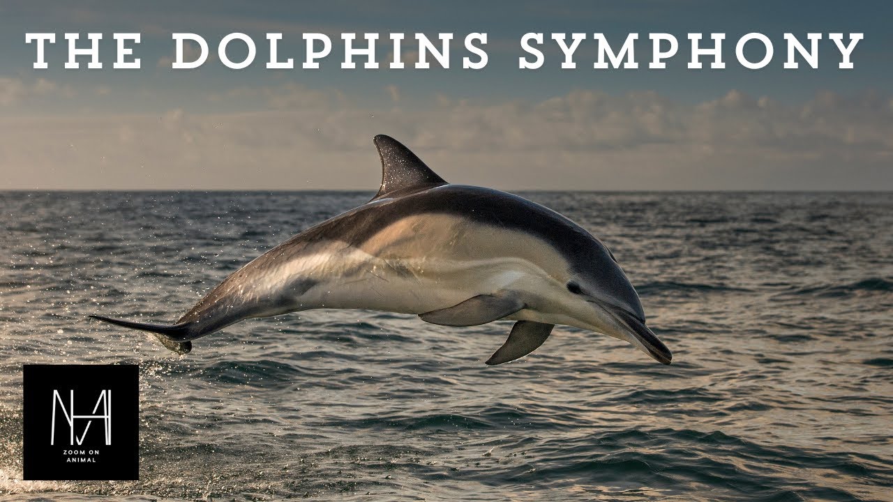 "Dancing Waves: The Dolphins' Symphony" - YouTube