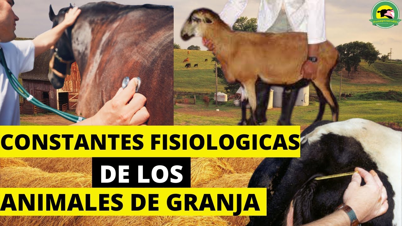 CONSTANTES FISIOLOGICAS De Los ANIMALES DE GRANJA🔴(Temperatura ...