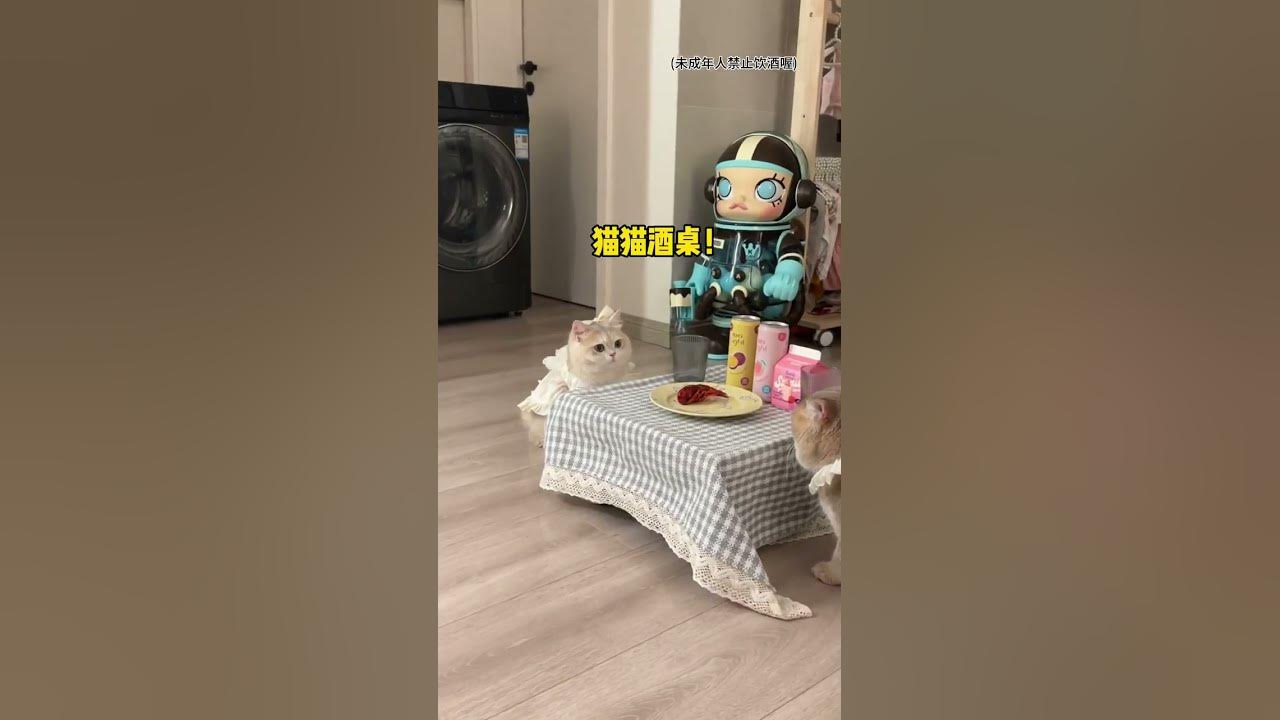 薄荷猫猫甜不甜】小猫咪喝酒当然要坐小猫那桌！薄荷猫猫 治愈系猫咪 我和我的猫 Youtube