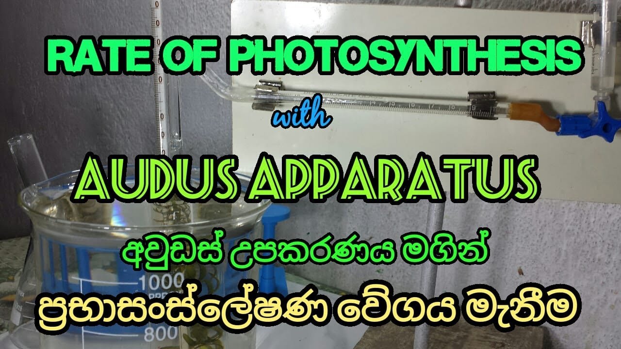 Rate of Photosynthesis Audus Apparatus යොදා ගැනීම මගින් .... - YouTube