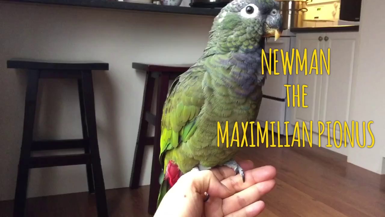 My Beautiful Male Maximillian Pionus - YouTube