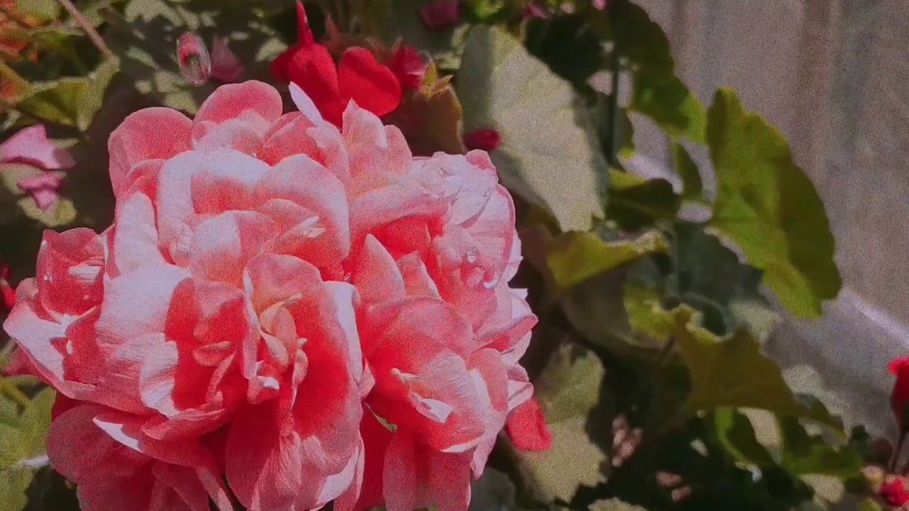 flower Video🥀 - YouTube