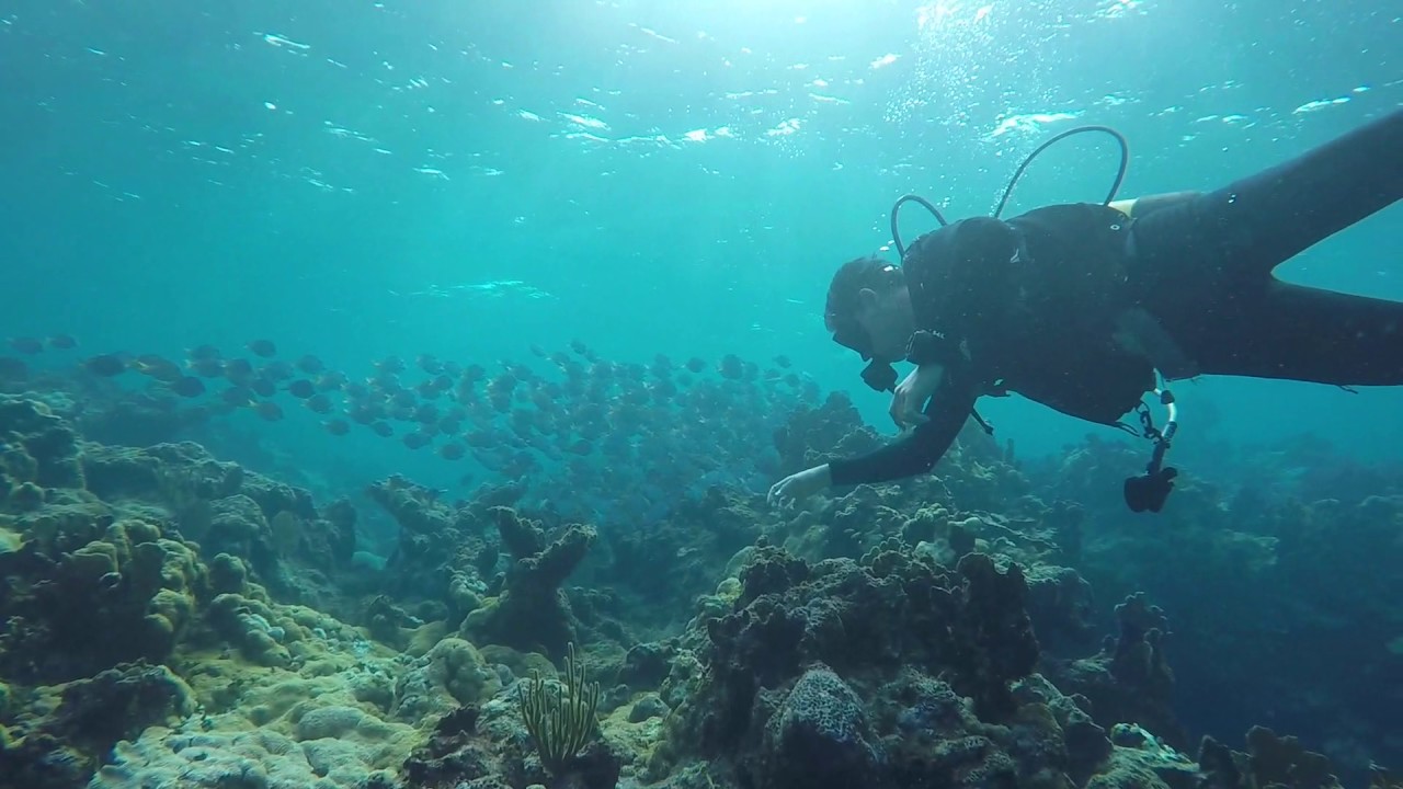 Diving Playa Coral Varadera Cuba Dec 2016 - YouTube