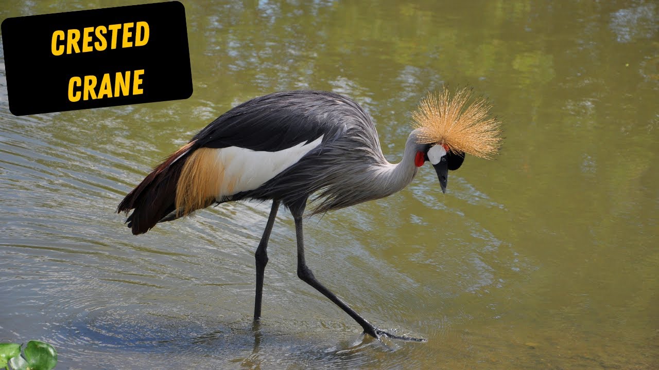 Crested Crane(Background music)- crested crane bird- crested crane ...