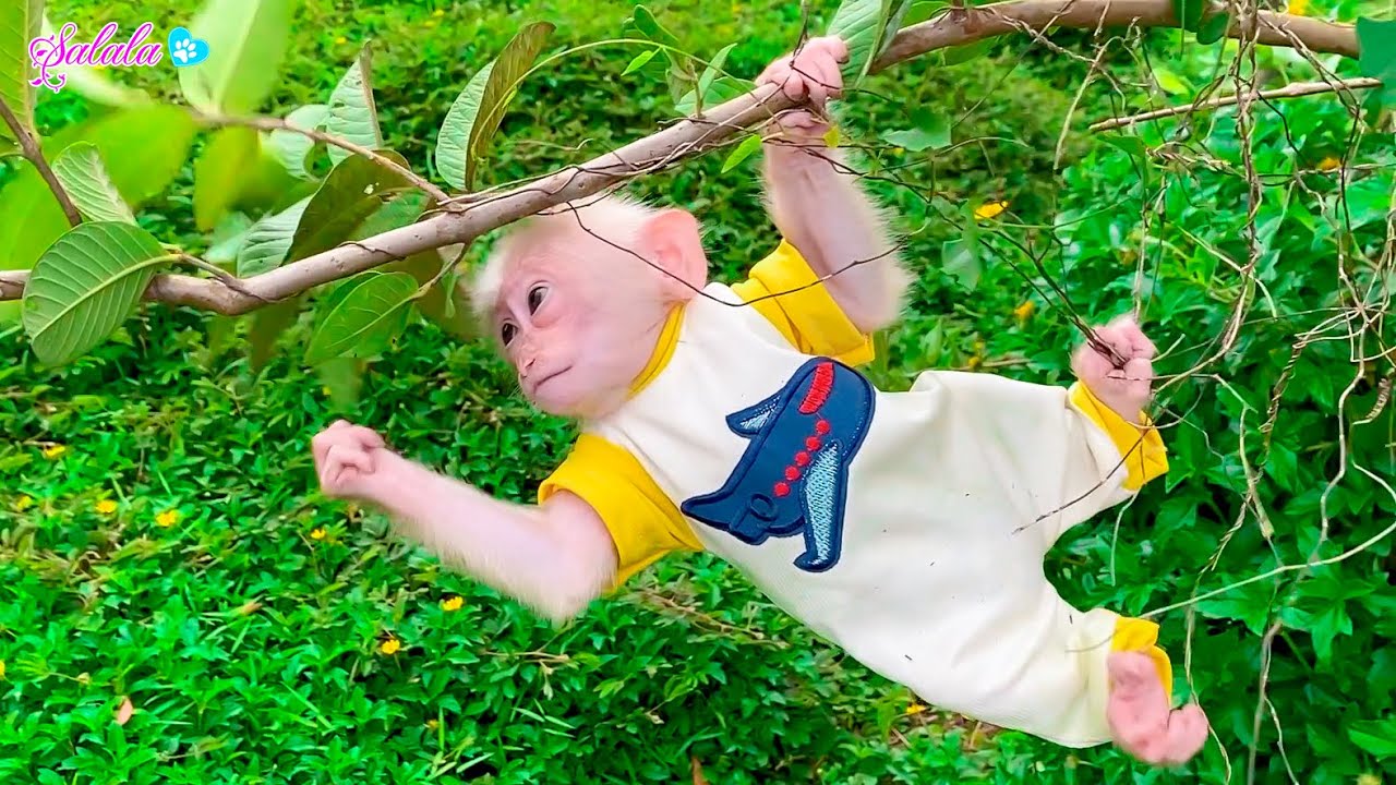 Monkey LaLa and dad have simple but loving moments! - YouTube