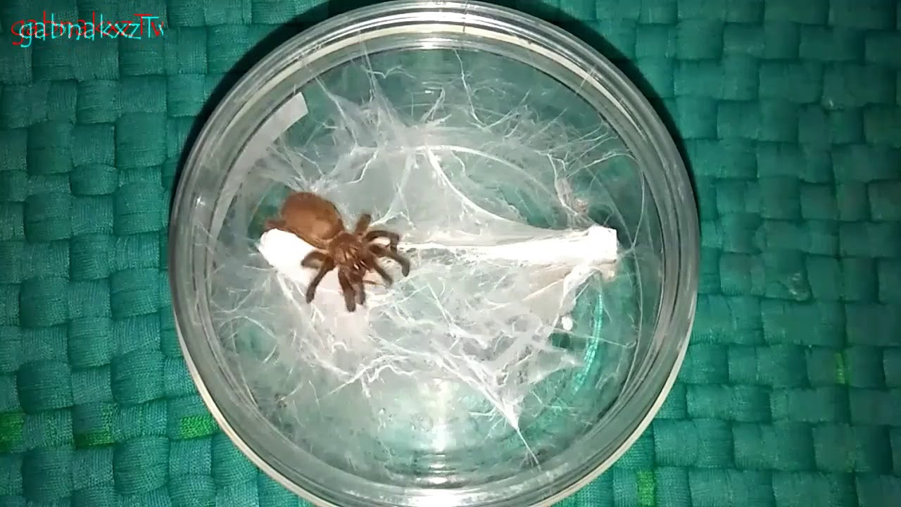 MY FIRST OBT | FROM SLING TO SUB ADULT FORM - YouTube